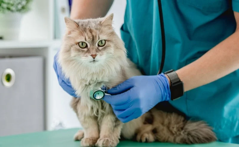¿Cada cuánto tiempo debes llevar a tu gato con el veterinario?