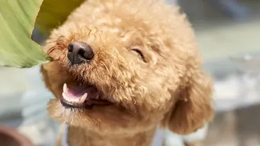 The American Kennel Club has just released its 2026 list: These are the ...