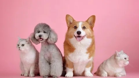 What does it mean to talk to pets as if they were human, according to ...
