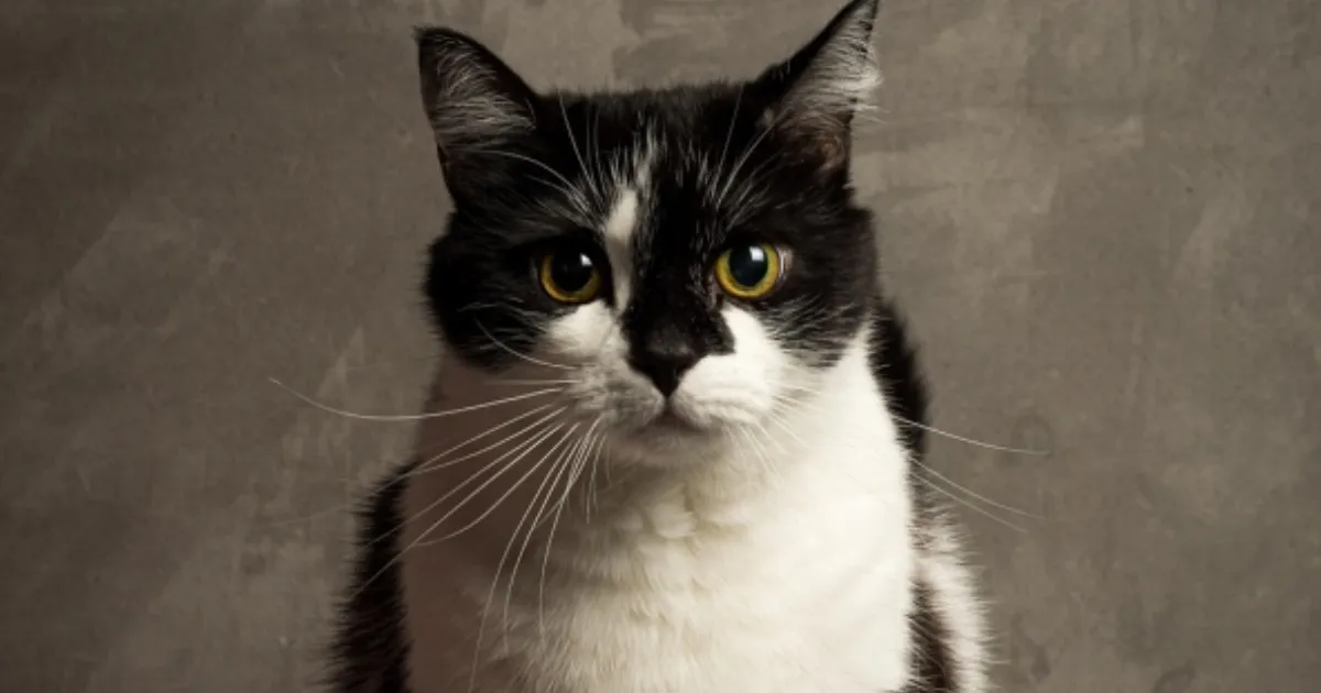 7 common cat diseases you might have had since birth without knowing it