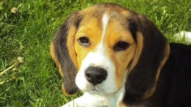 5 very sociable dogs and 5 that don't approach strangers