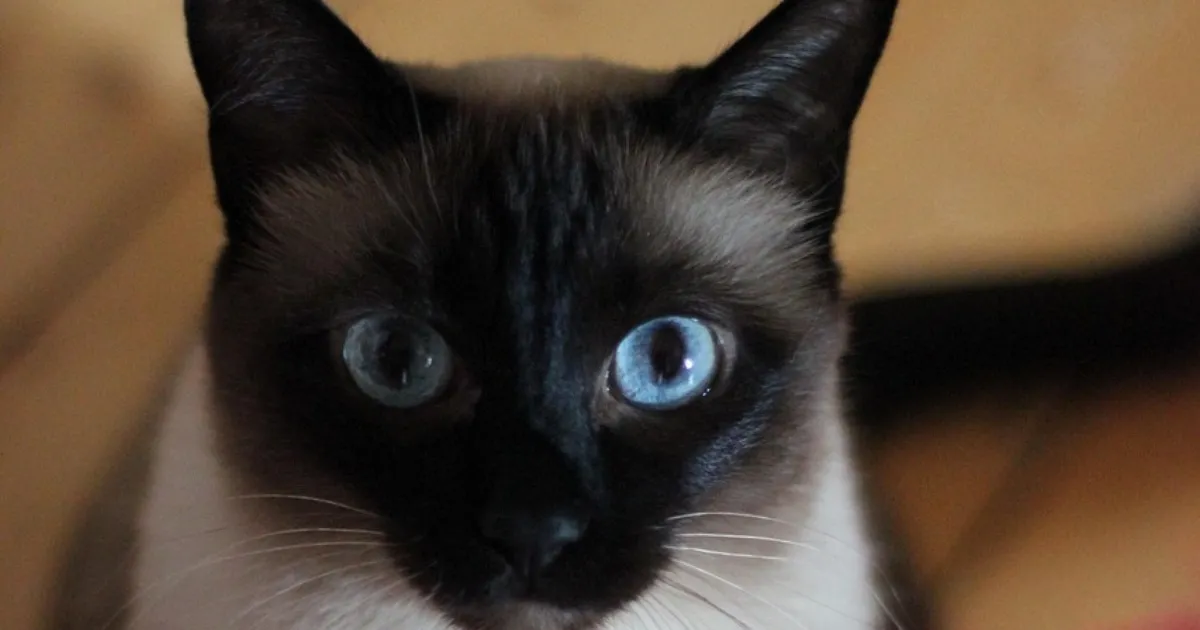 Discover which are the 5 most restless cat breeds