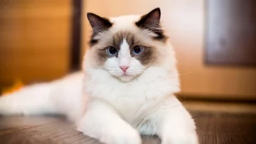 Why Ragdoll Cats Are Considered the Perfect Lap Companion for Older Adults
