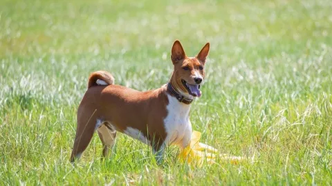 12 dog breeds perfect for families that don't shed much hair at home