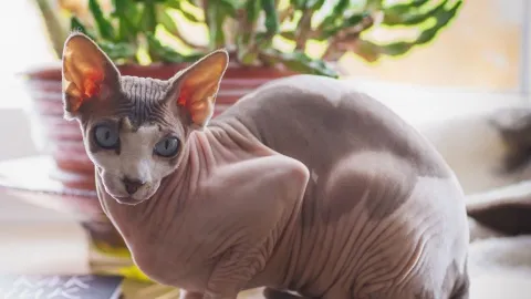 The 12 most unique cats in existence and why they attract so much attention
