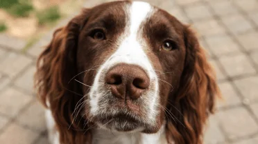 Dogs also feel love and show it to their owners in these 10 ways