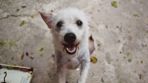 How dogs really see: colors, shapes, and movement