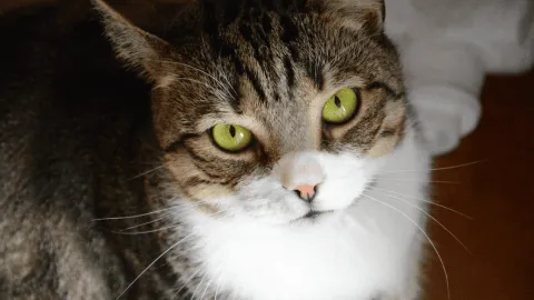 Anemia in cats: silent signs that could save your feline's life