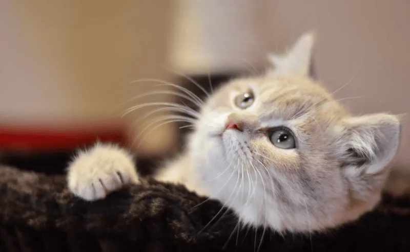 Si notas esta señal, tu gato podría estar desarrollando demencia