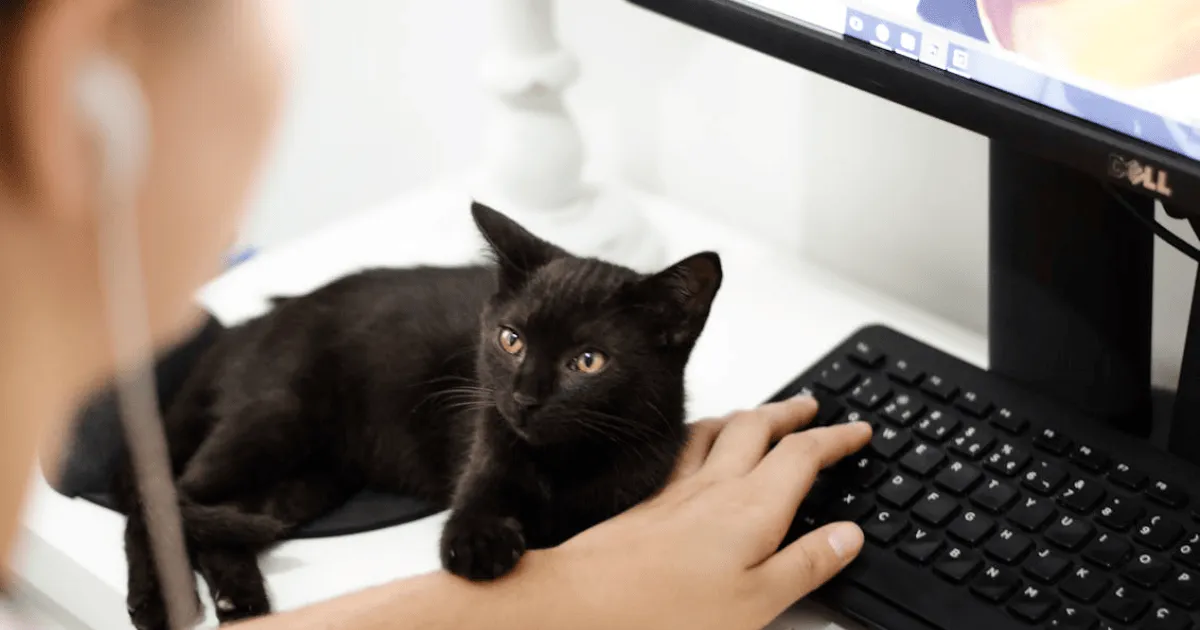 Does your cat ignore your rules? Here's why your cat doesn't obey ...