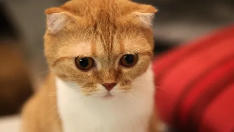 What your cat's sleeping posture reveals about its personality ...