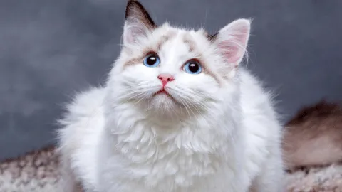 What your cat's sleeping posture reveals about its personality ...