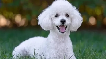 9 dog breeds that stand out for their empathy and emotional intelligence