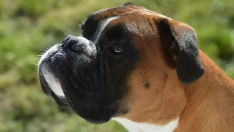 12 very affectionate dog breeds (even though they may seem bossy)