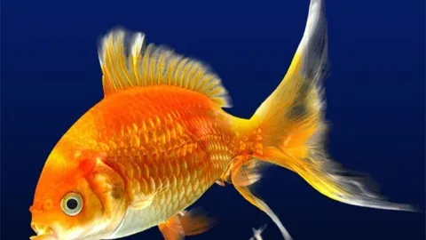 9 common mistakes people make when keeping pet fish at home