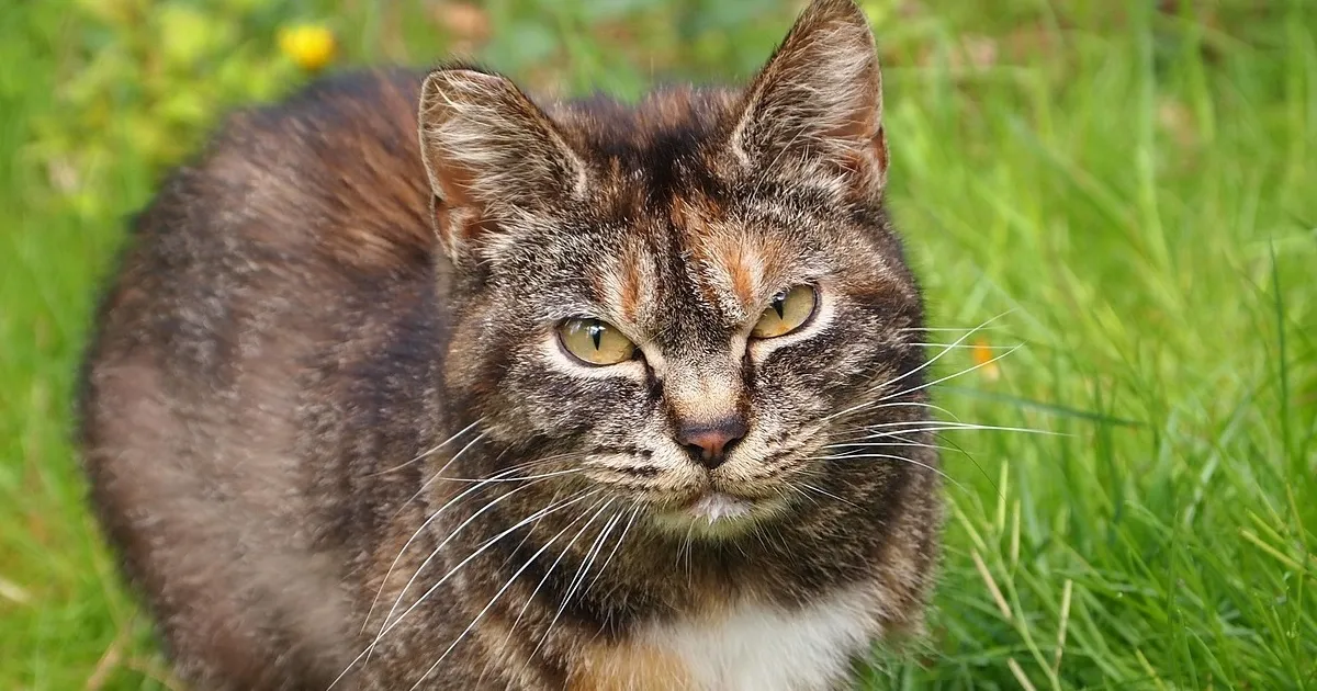 Daily routines that can improve the mood of your grumpy cat