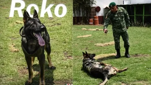 SEDENA: Sargento canino Roko cumple 5 añitos; así es su noble labor con ...