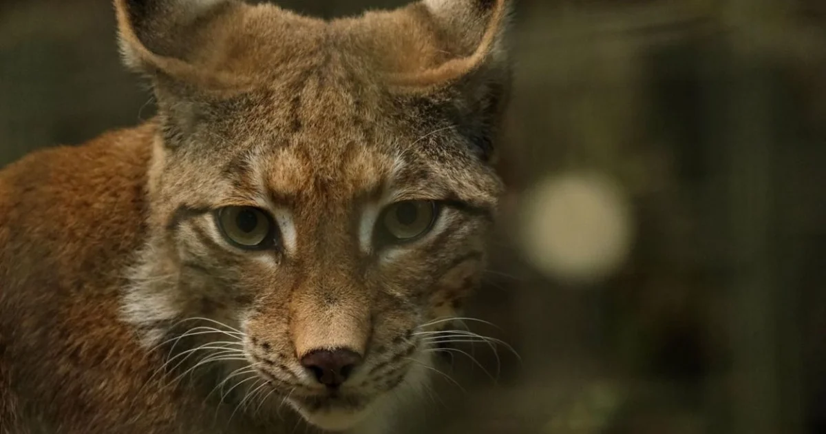 9 fears cats face when stepping outdoors