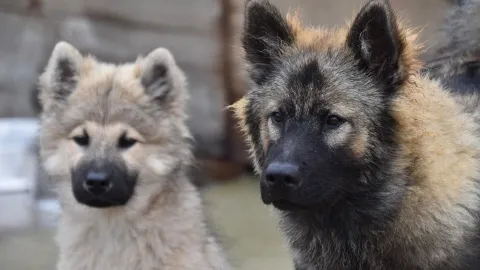 The 10 most popular dog names of 2025