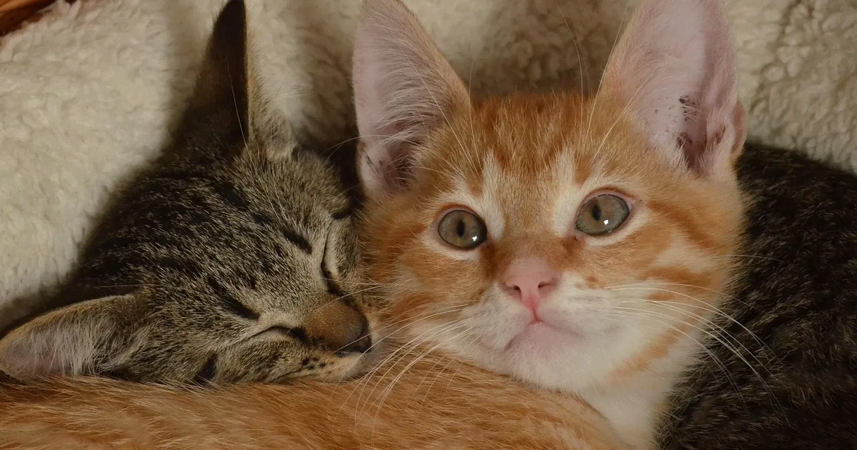 9 amazing things that make cats the best pets in the world
