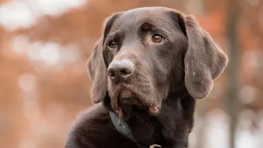 Ranking of the 10 most popular dog breeds in the United States