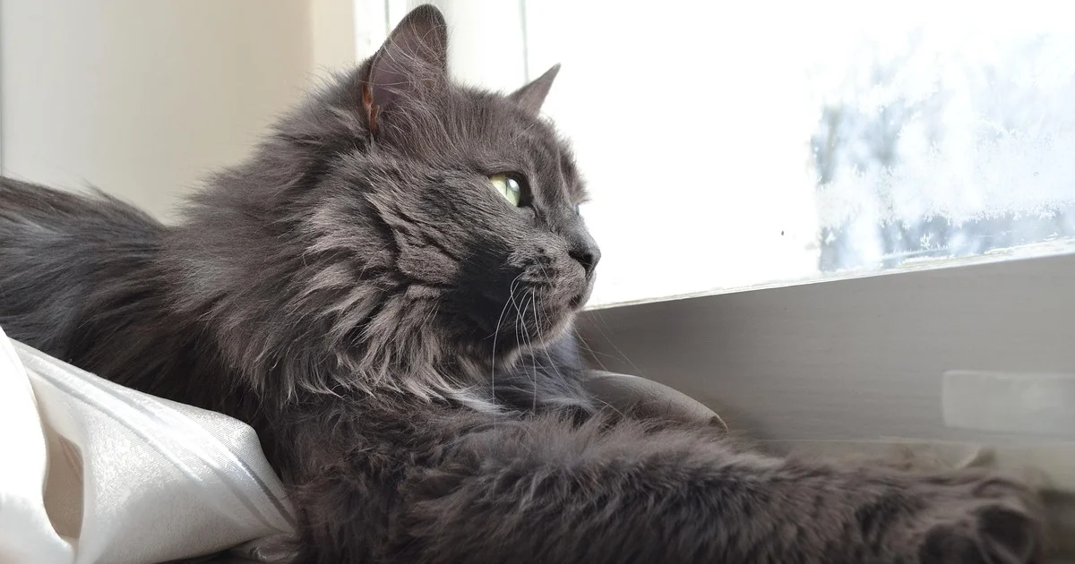 What your cat does to say goodbye when it knows it's going to die ...