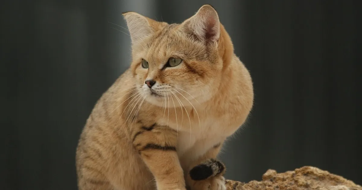 Signals that cats used to communicate with humans before living indoors
