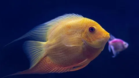 9 surprising things aquarium fish do to entertain themselves