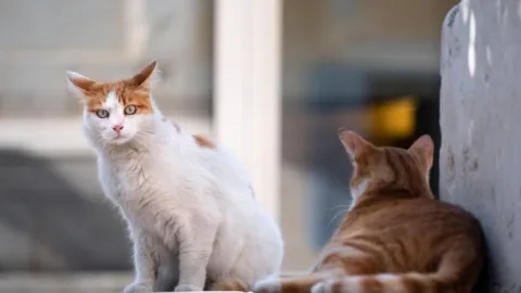 Orange cats: 10 unique behaviors that make them stand out