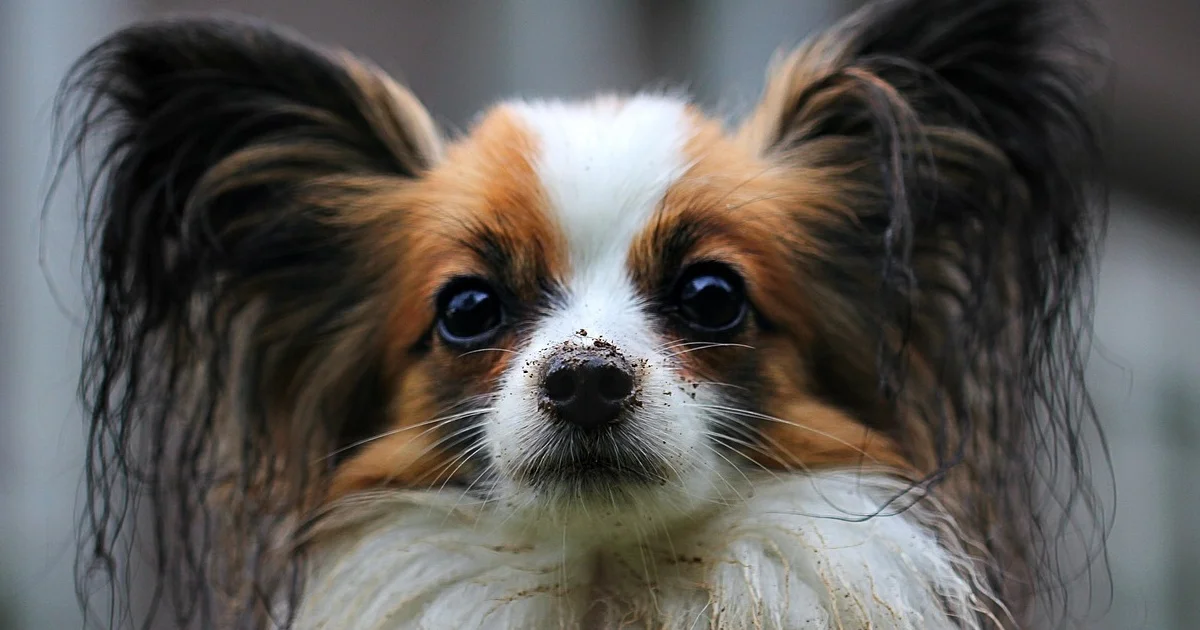 Is your dog smart? These are the smartest walking sticks, according to ...