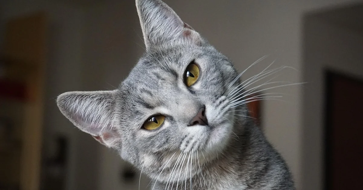 Your cat observes you and tries to imitate these 7 behaviors (because ...