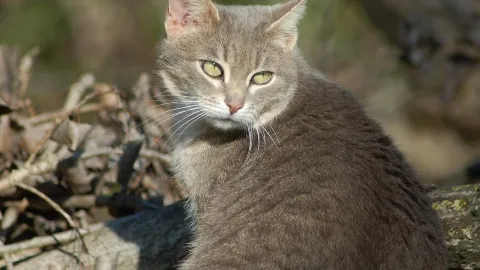 9 things your cat is trying to tell you with its tail movements