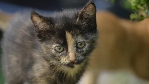 7 peculiar things your cat loves about you (even though it seems like ...
