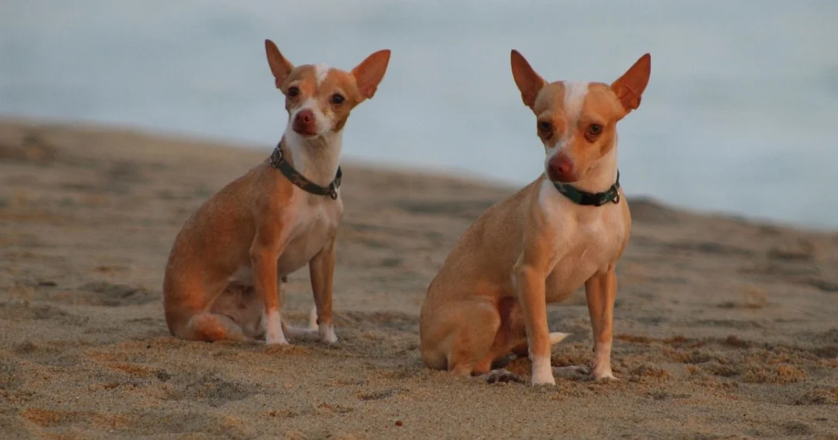Skills Dogs Can Learn on Their Own Without Any Training