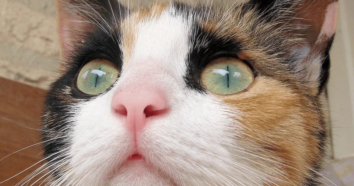 What does your cat's fur say about its personality? Here's what the ...