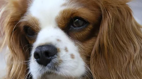 10 dog breeds known for being friendly with people and pets