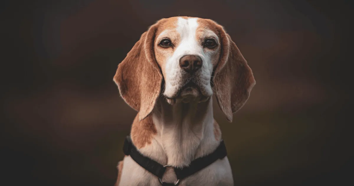 7 things your dog does to tell you he's angry with you