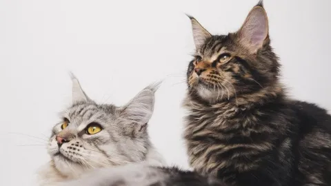 When Your Cat Is Sad, These 9 Behaviors Are Usually the Clues