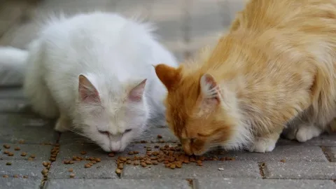 When Your Cat Is Sad, These 9 Behaviors Are Usually the Clues