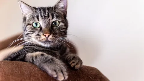 9 Common Cat Gestures That Are Actually Signs of Affection