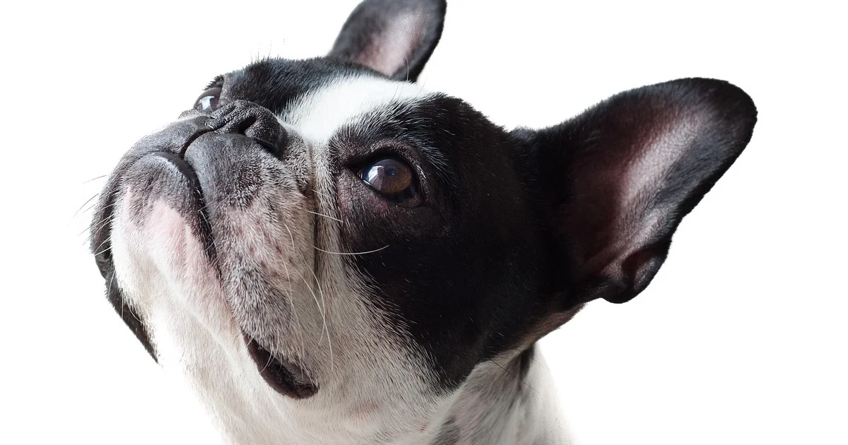 How to tell if your dog feels loved and safe with you: 11 clear signs