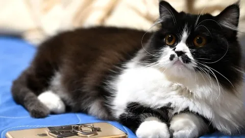 Why cats knock things off tables, according to behavior experts