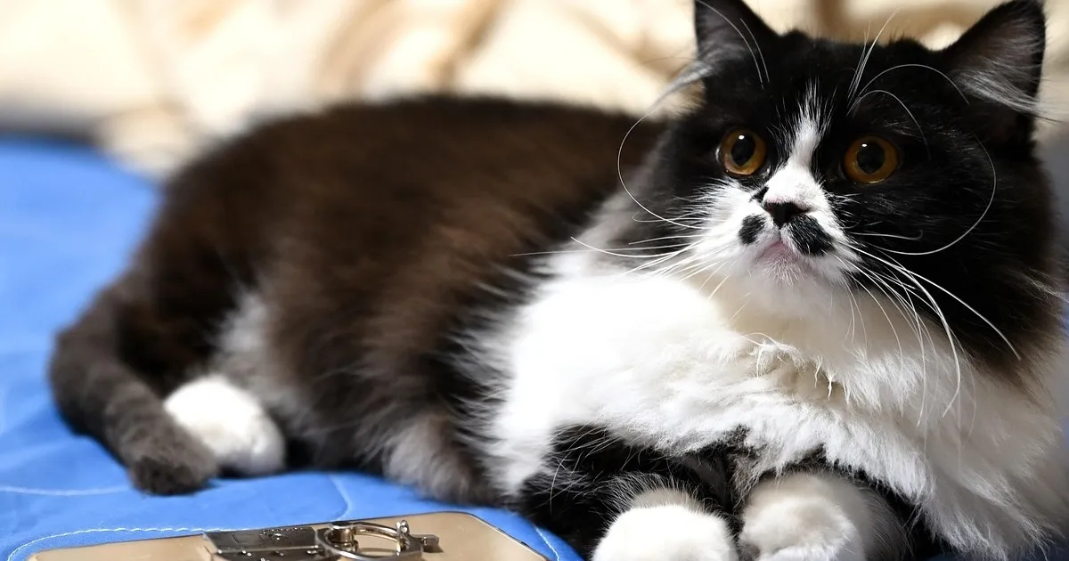 Why cats knock things off tables, according to behavior experts