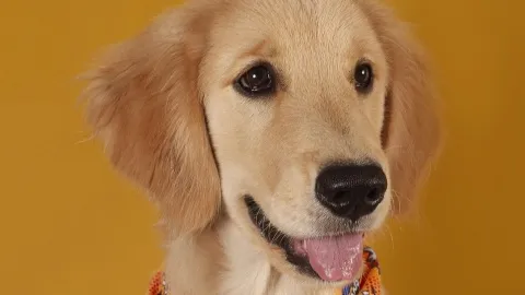 9 Dog Breeds That Look Like Theyre Always Smiling