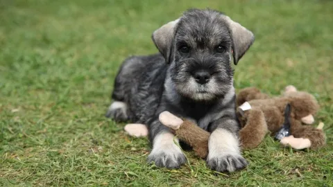 9 Dog Breeds That Look Like Theyre Always Smiling