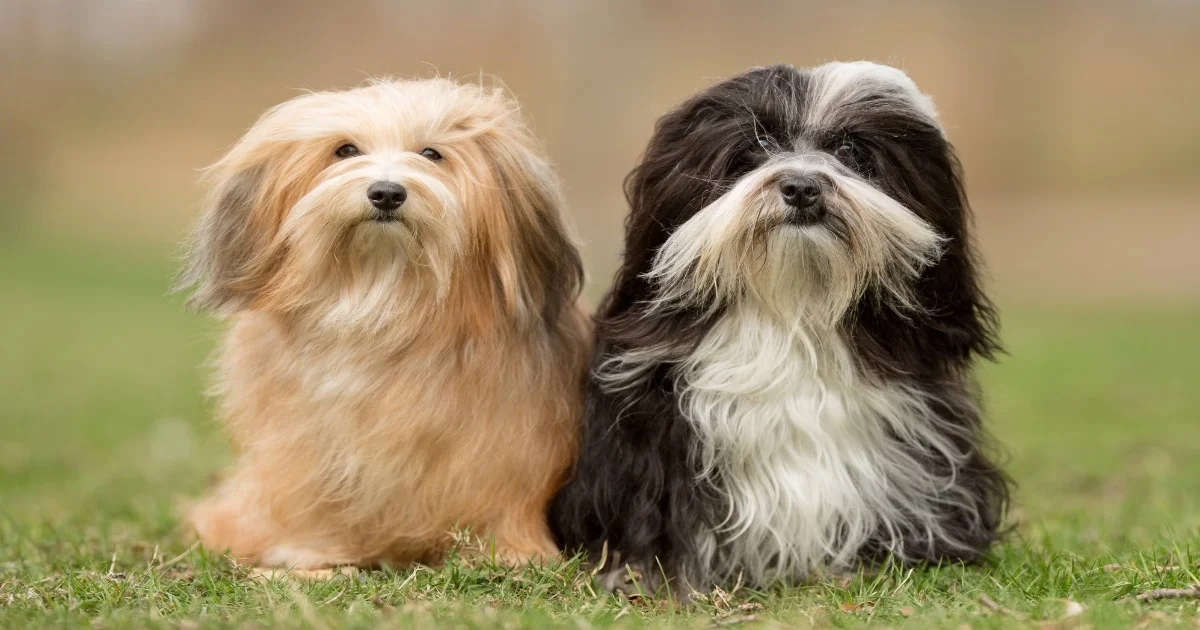 13 calm dog breeds that help maintain a relaxed home