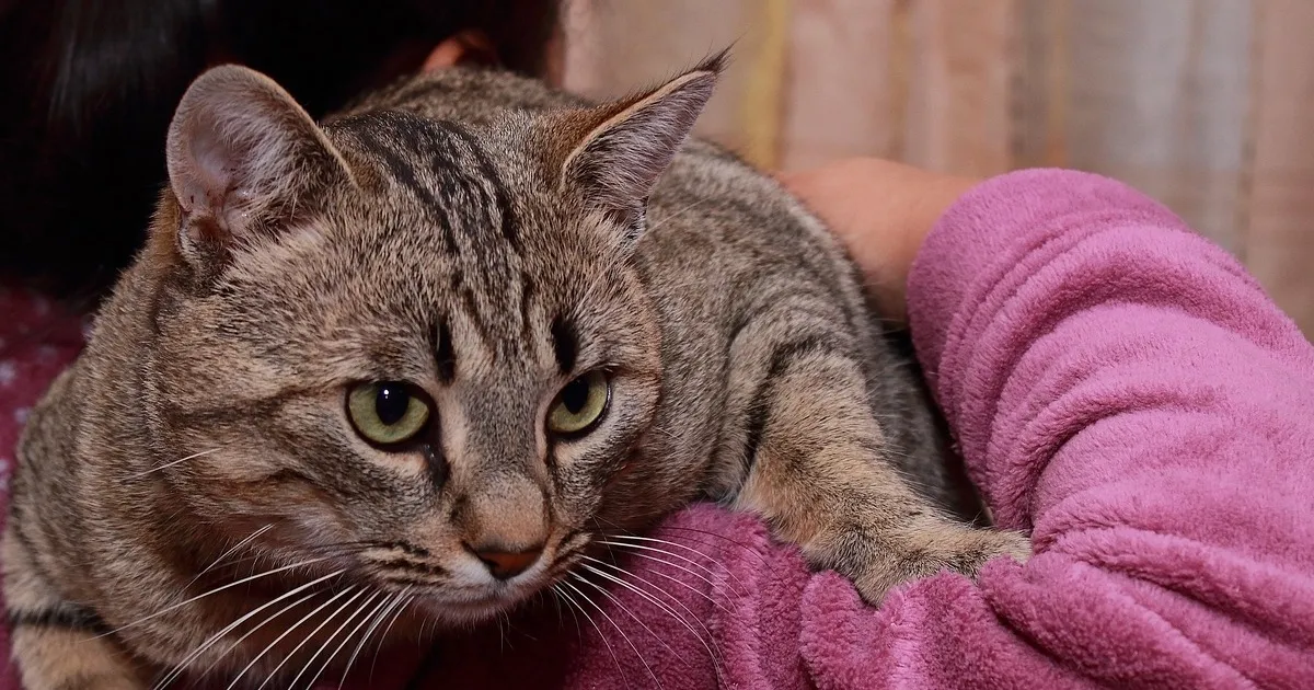 These 5 signs indicate that it's time to say goodbye to your cat forever