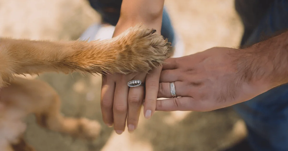 These 5 signs indicate it's time to say goodbye to your dog forever