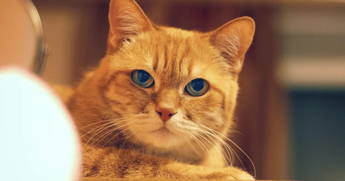 Science reveals 7 secrets cats discover about their owners (you won't ...