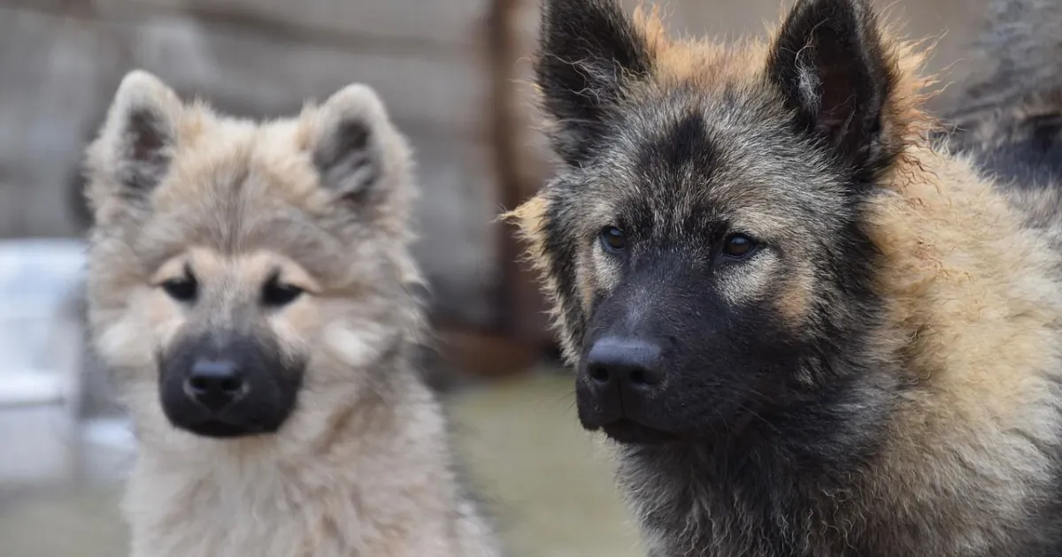 10 Ways to Help Your Puppy Care for Sensitive Ears